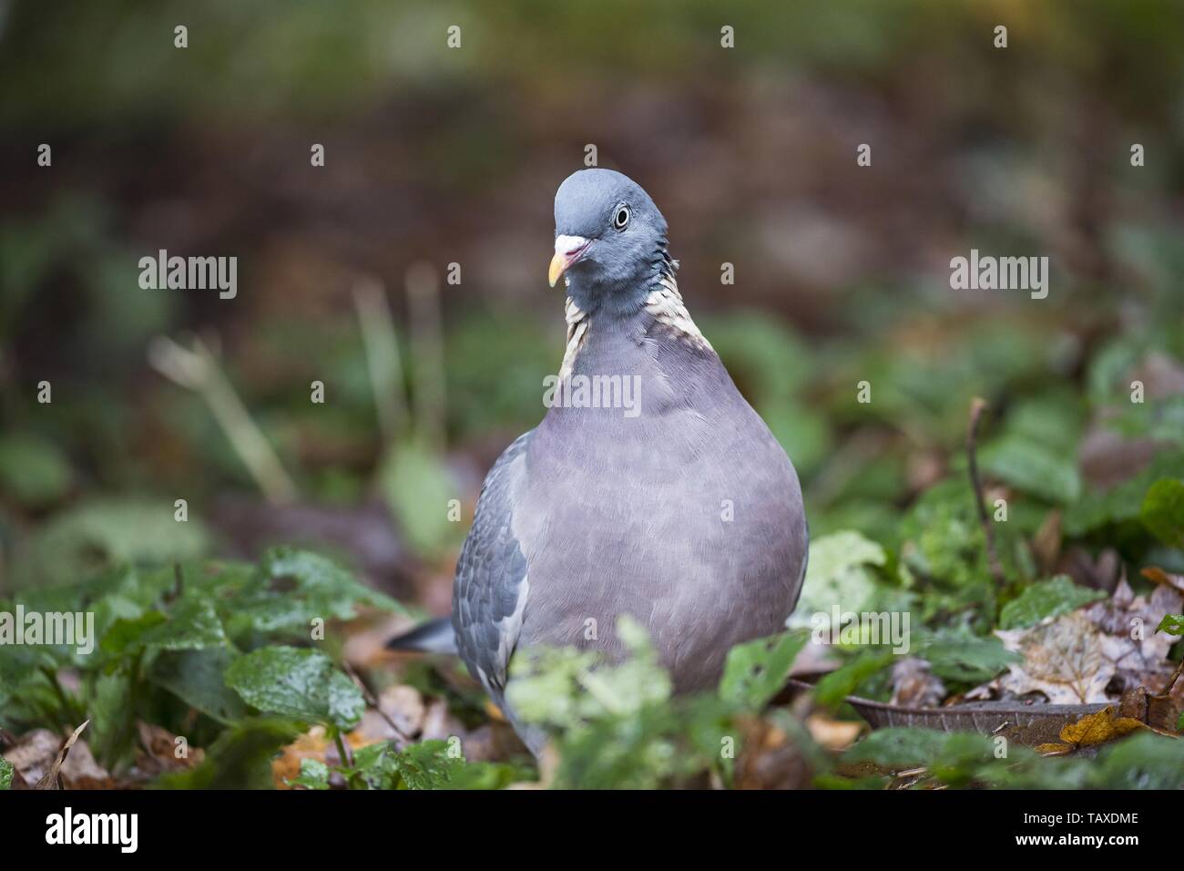 Culver culvers bird birds hi-res stock photography and images - Alamy