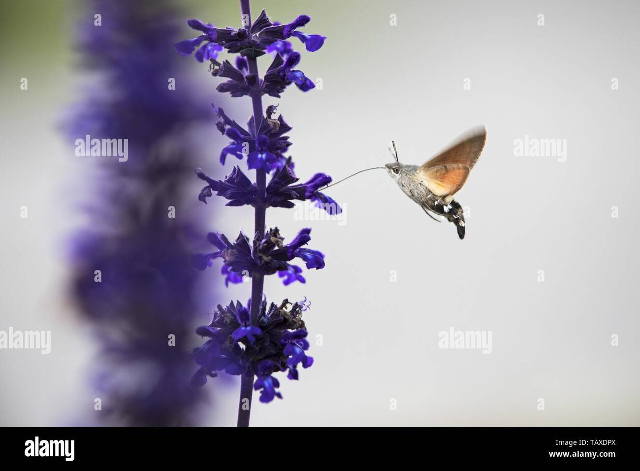 Hummingbird hawk moth behavior hi-res stock photography and images - Alamy