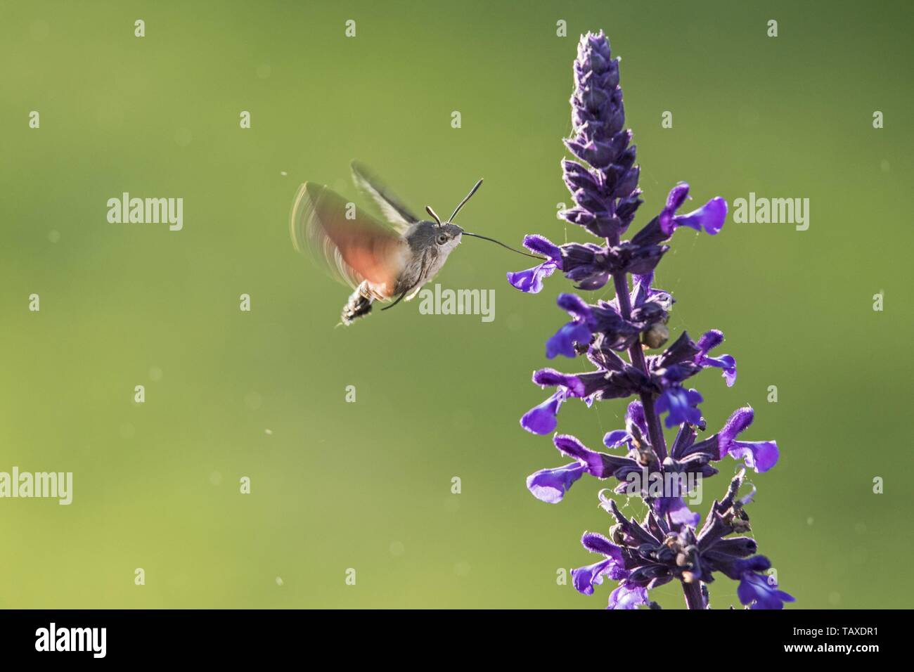 Hummingbird hawk moths hi-res stock photography and images - Alamy