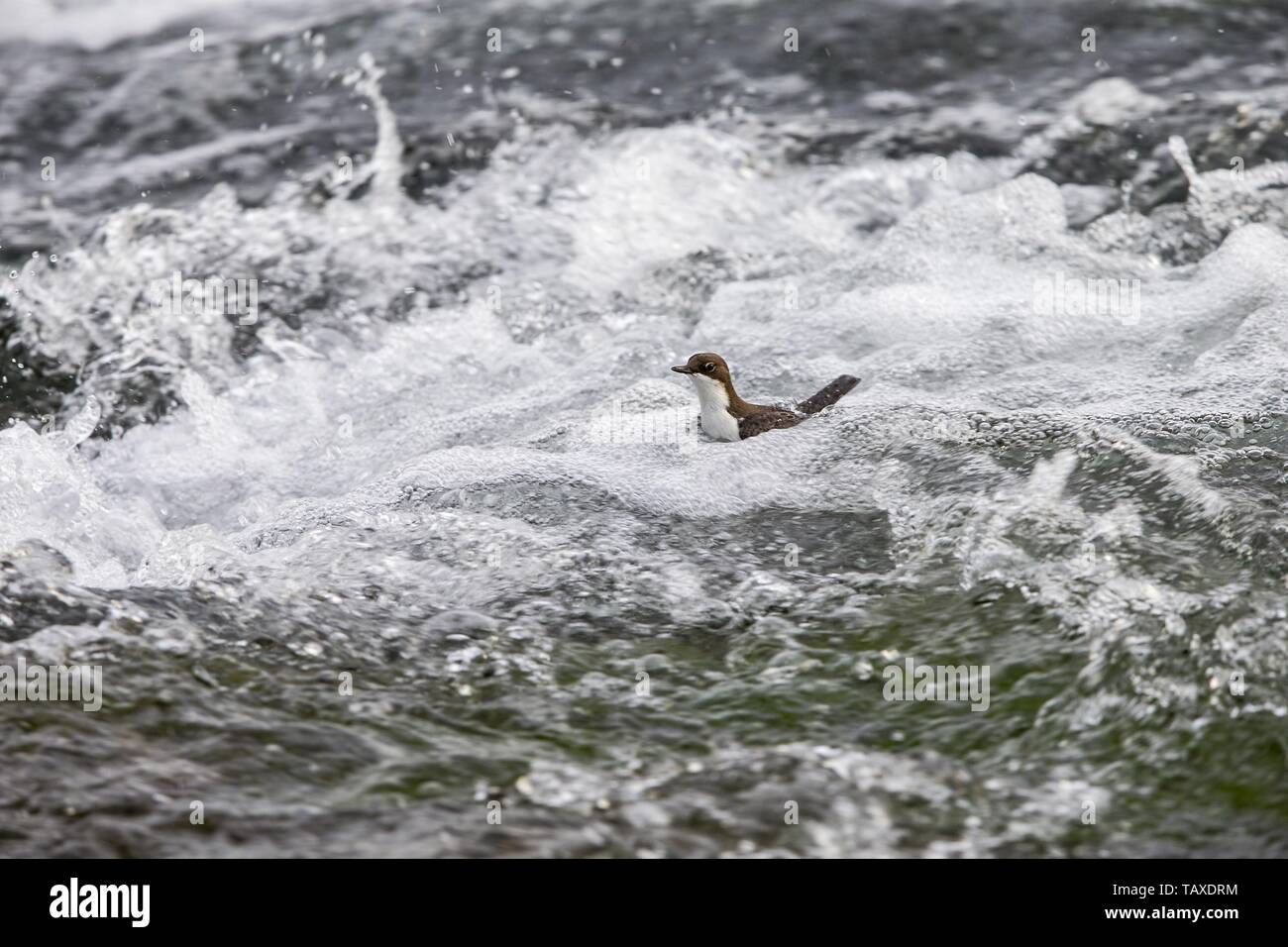 Water Ouzel High Resolution Stock Photography and Images - Alamy