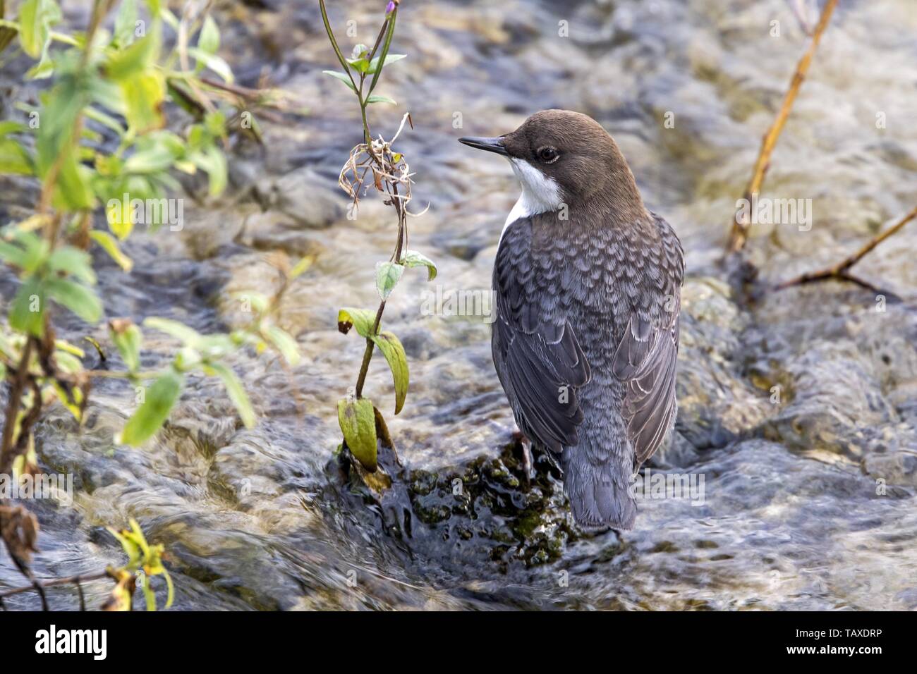 Water Ouzel High Resolution Stock Photography and Images - Alamy