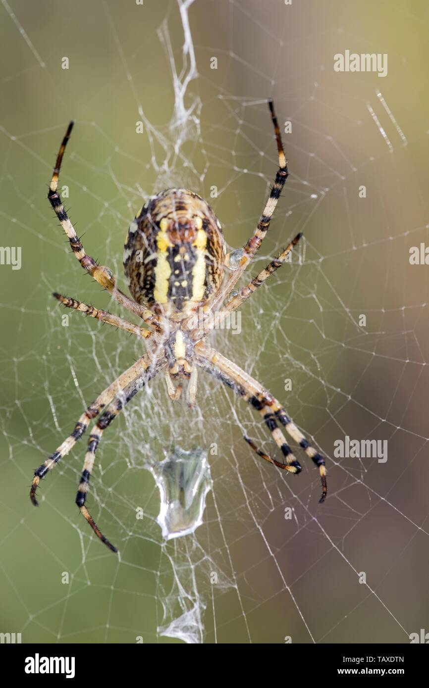 Look of a wasp hi-res stock photography and images - Alamy