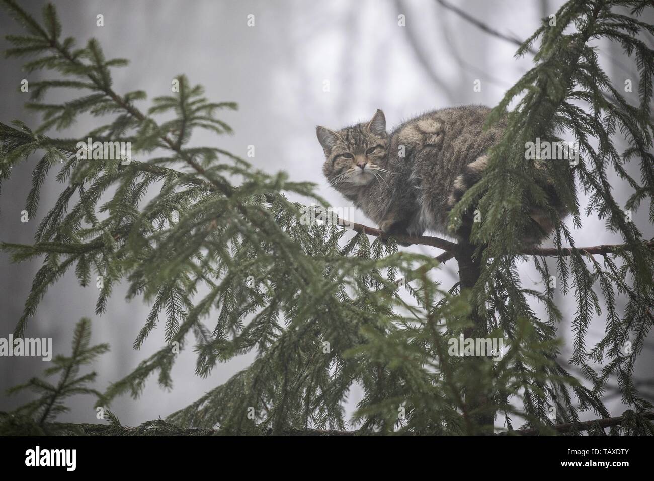 Wildcat felis silvestris climbing tree hi-res stock photography and ...