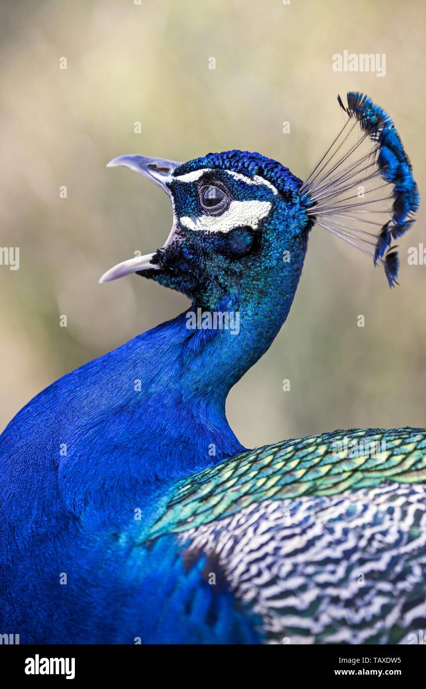 Indian blue peafowl open hi-res stock photography and images - Alamy