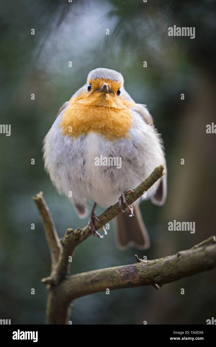 Robins eye hi-res stock photography and images - Alamy