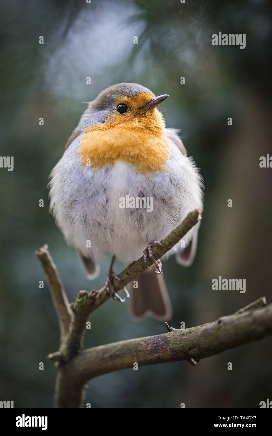 Robin Size Bird High Resolution Stock Photography and Images - Alamy