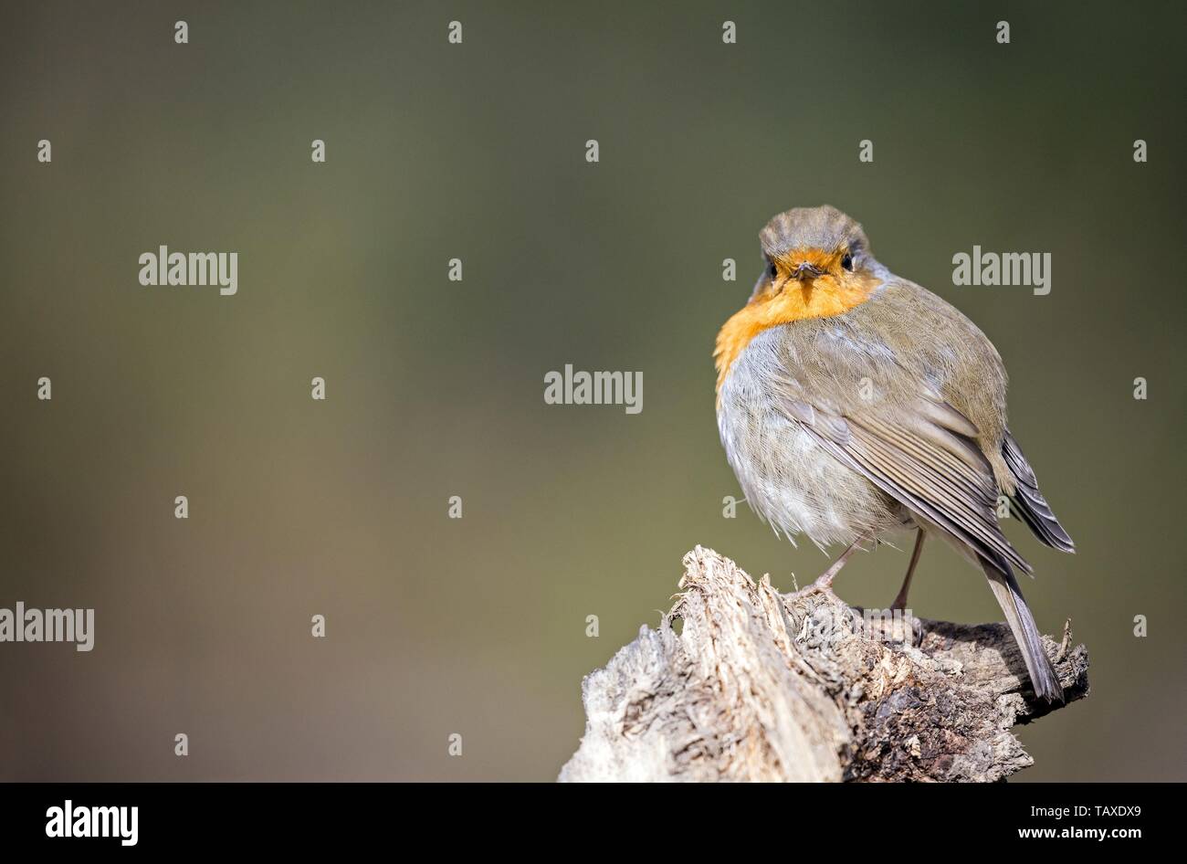 Robins eye hi-res stock photography and images - Alamy