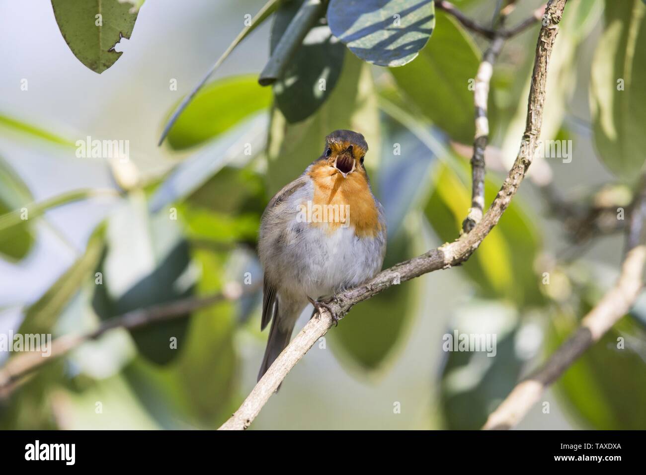 Robin redbreast chirping hi-res stock photography and images - Alamy