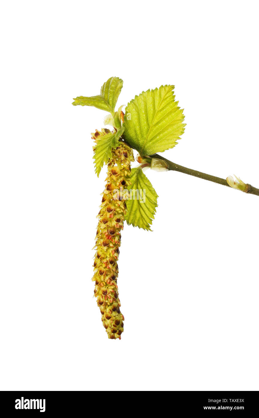 Birch catkin hi-res stock photography and images - Alamy