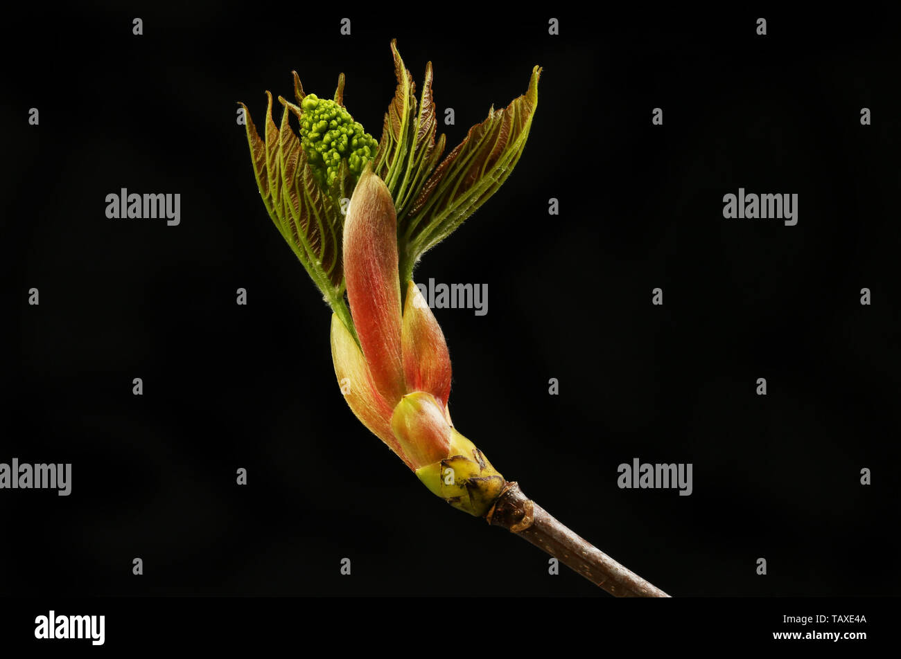 Breaking sycamore leaf and flower bud isolated against black Stock ...