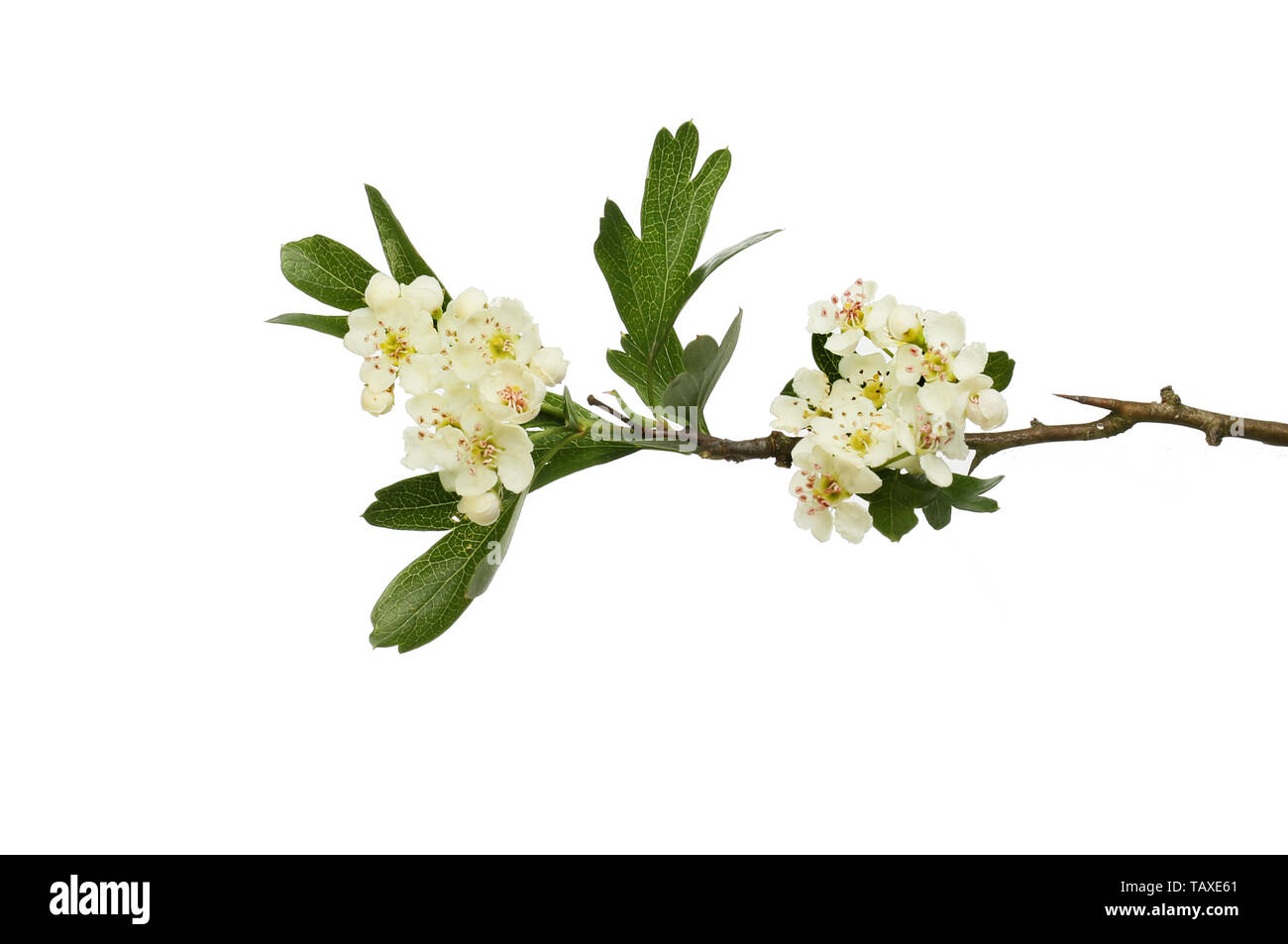 Flowering hawthorn,Crataegus monogna, twig isolated against white Stock ...