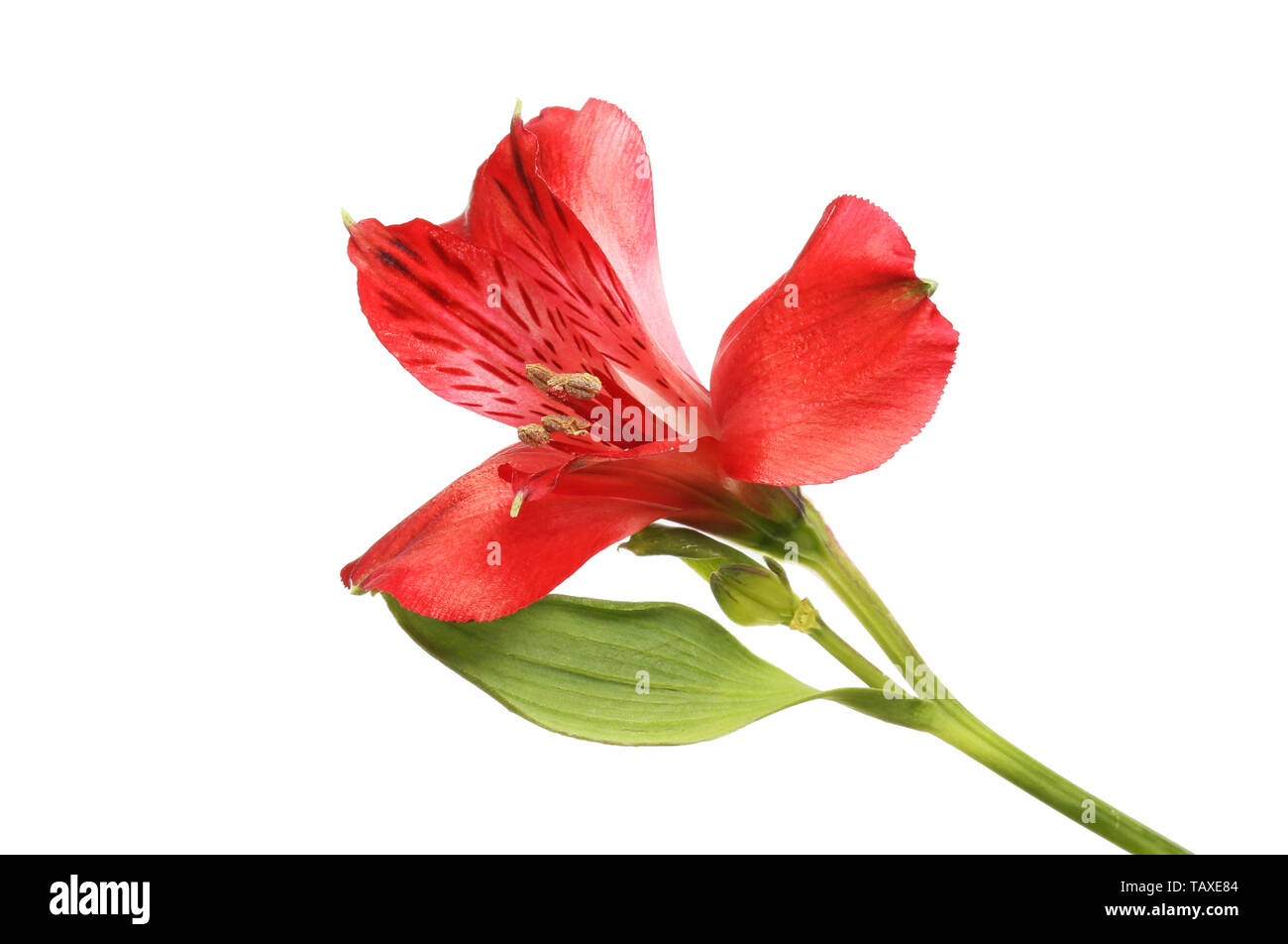 Single red alstroemeria flower isolated against white Stock Photo - Alamy