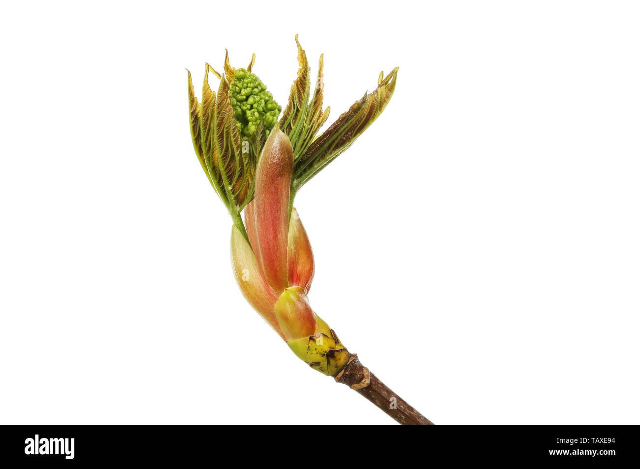 Breaking bud hi-res stock photography and images - Alamy