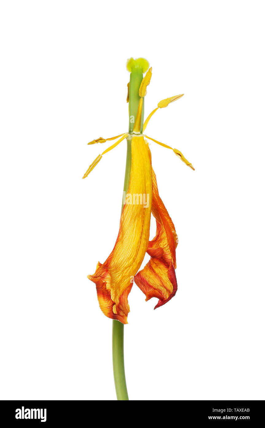 Wilted tulip flower with two drooped petals isolated against white ...