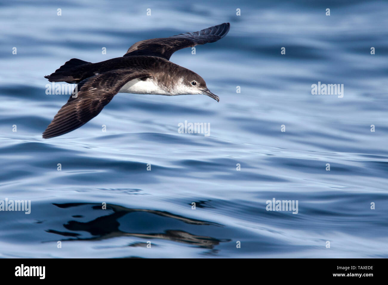 Manx Shearwater, (Puffinus puffinus), flying low over the sea off Lands ...