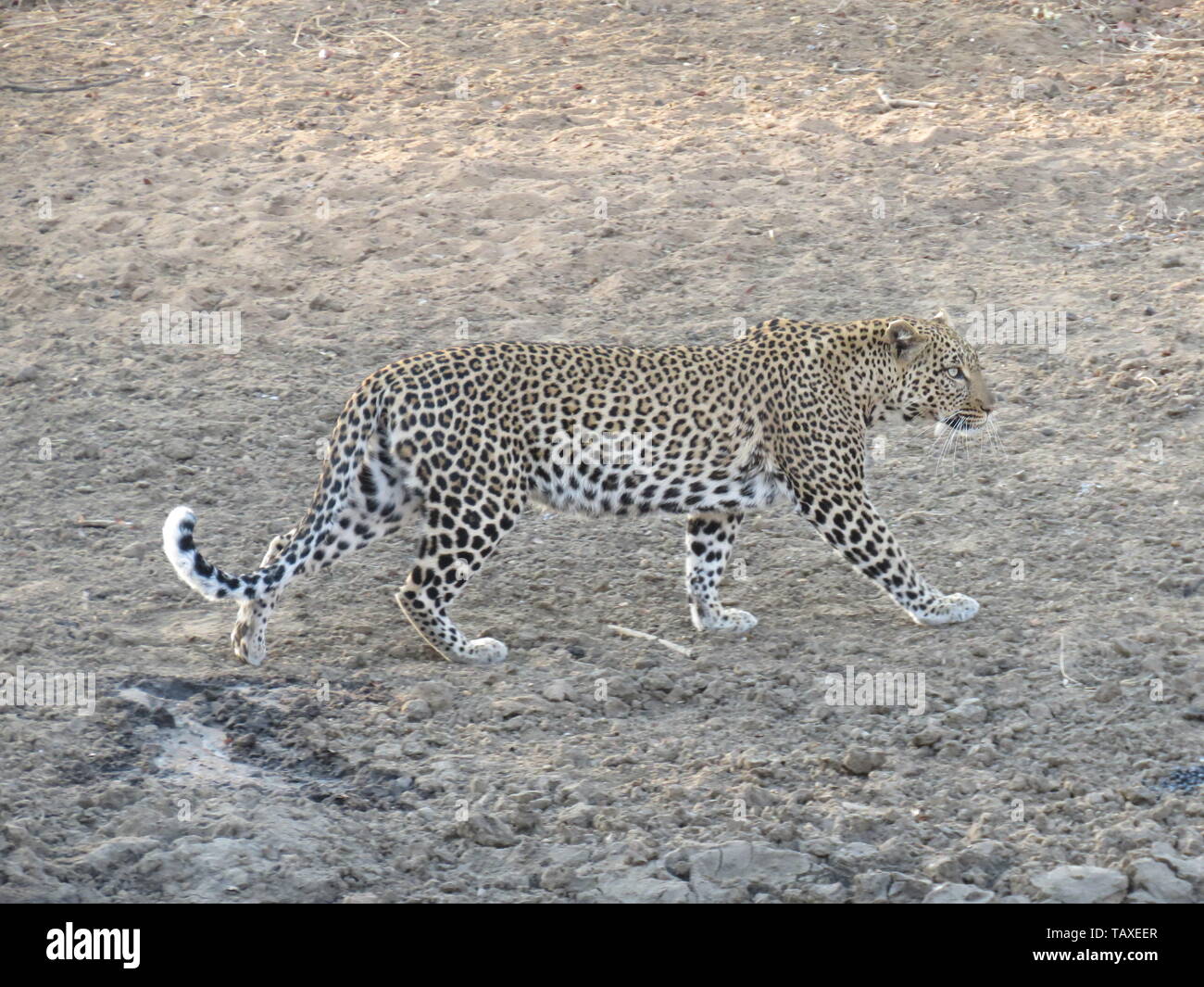 Big five safari game hi-res stock photography and images - Alamy