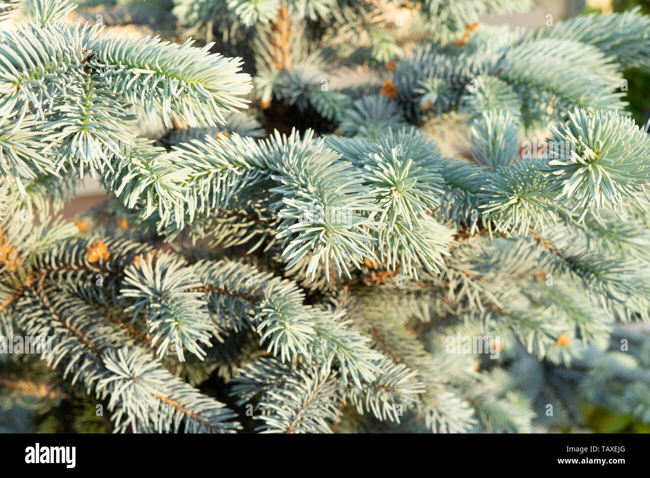 Blue spruce wallpaper background Stock Photo - Alamy