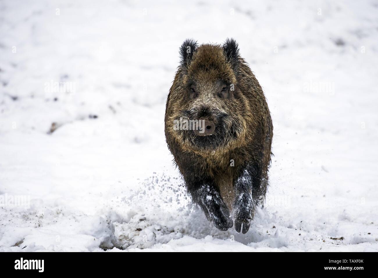 Run wild boar hi-res stock photography and images - Alamy