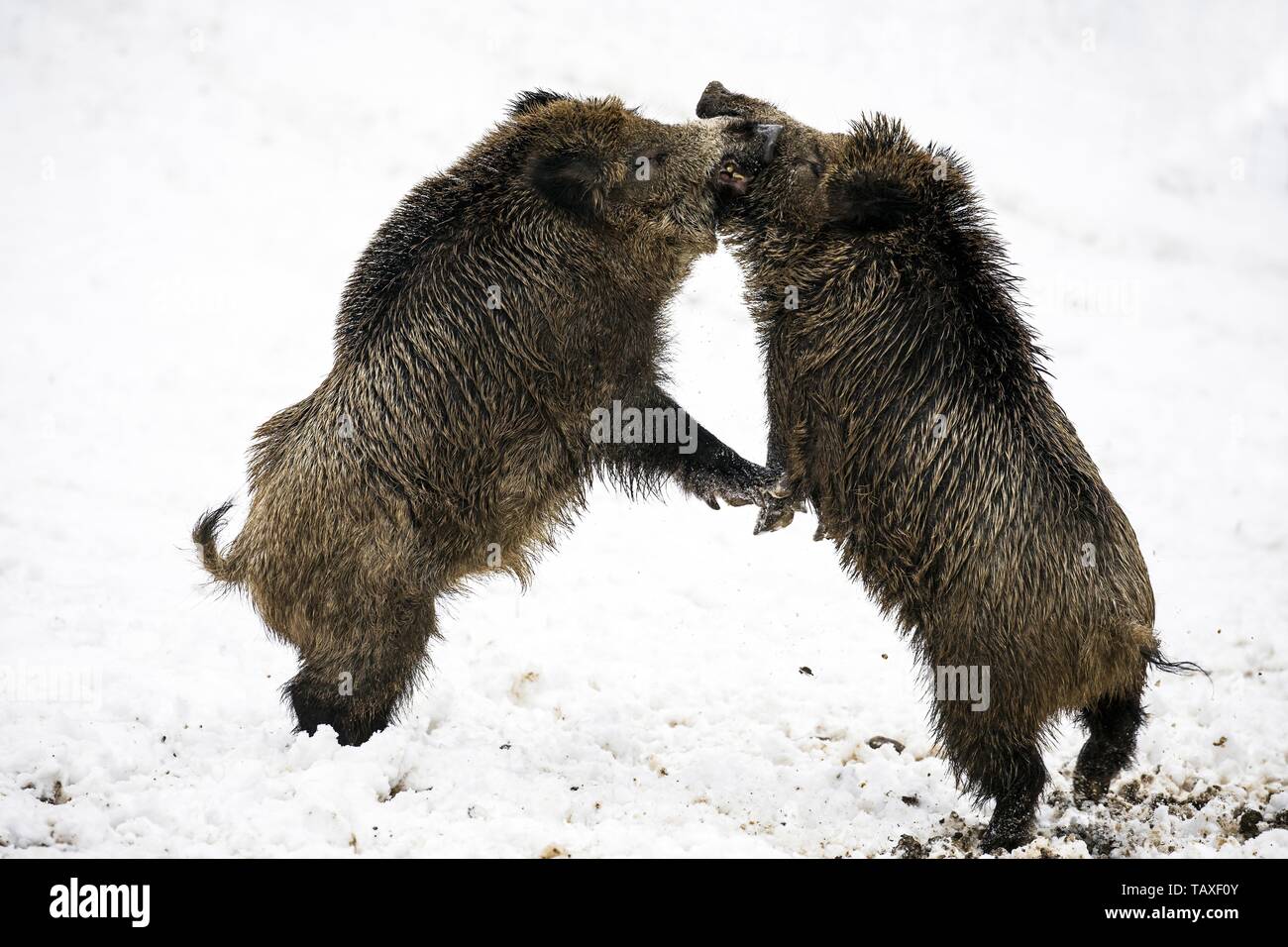 Wildboar behavior snow hi-res stock photography and images - Alamy