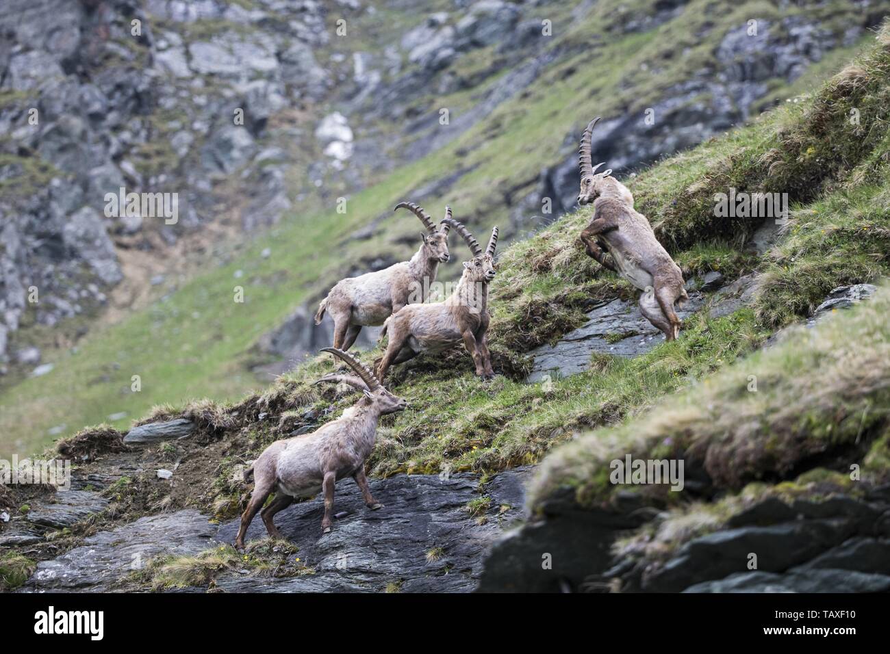 Rearing antelope hi-res stock photography and images - Alamy