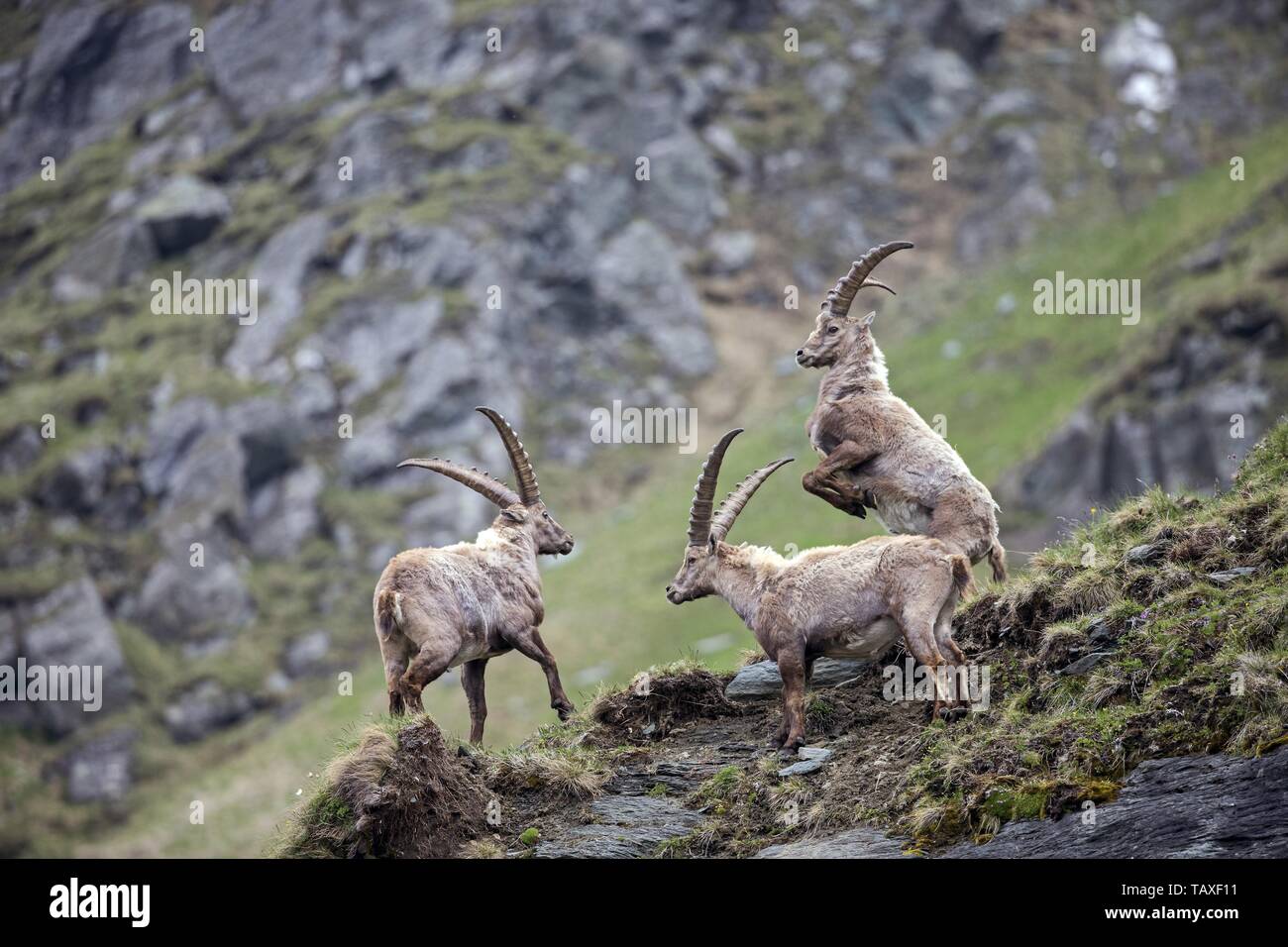 Rearing antelope hi-res stock photography and images - Alamy