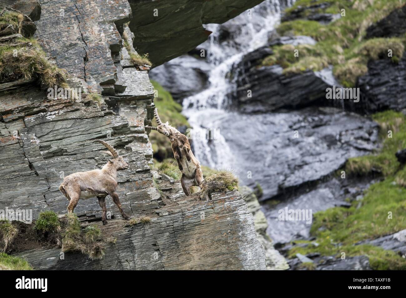 Rearing antelope hi-res stock photography and images - Alamy