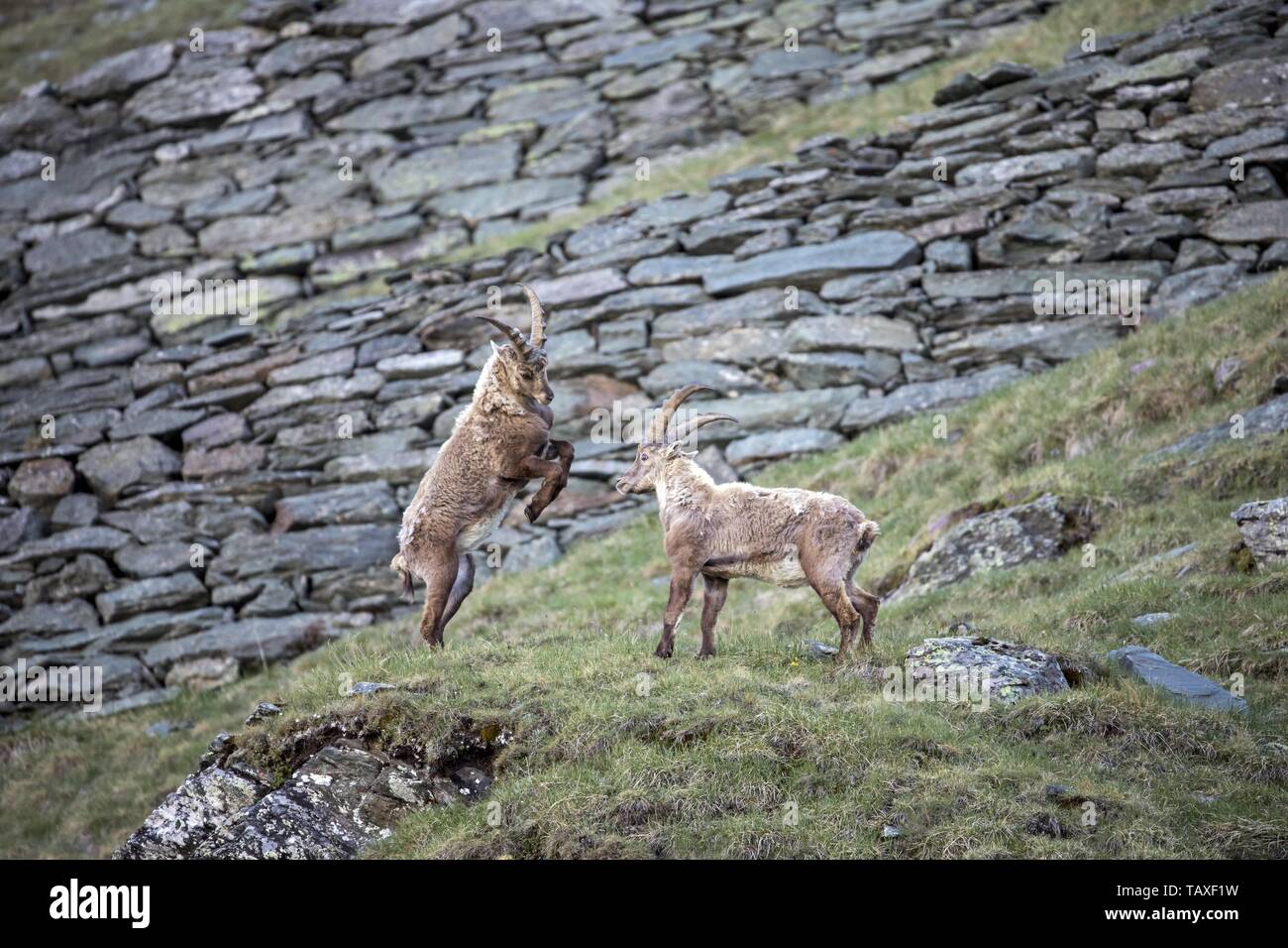 Rearing antelope hi-res stock photography and images - Alamy