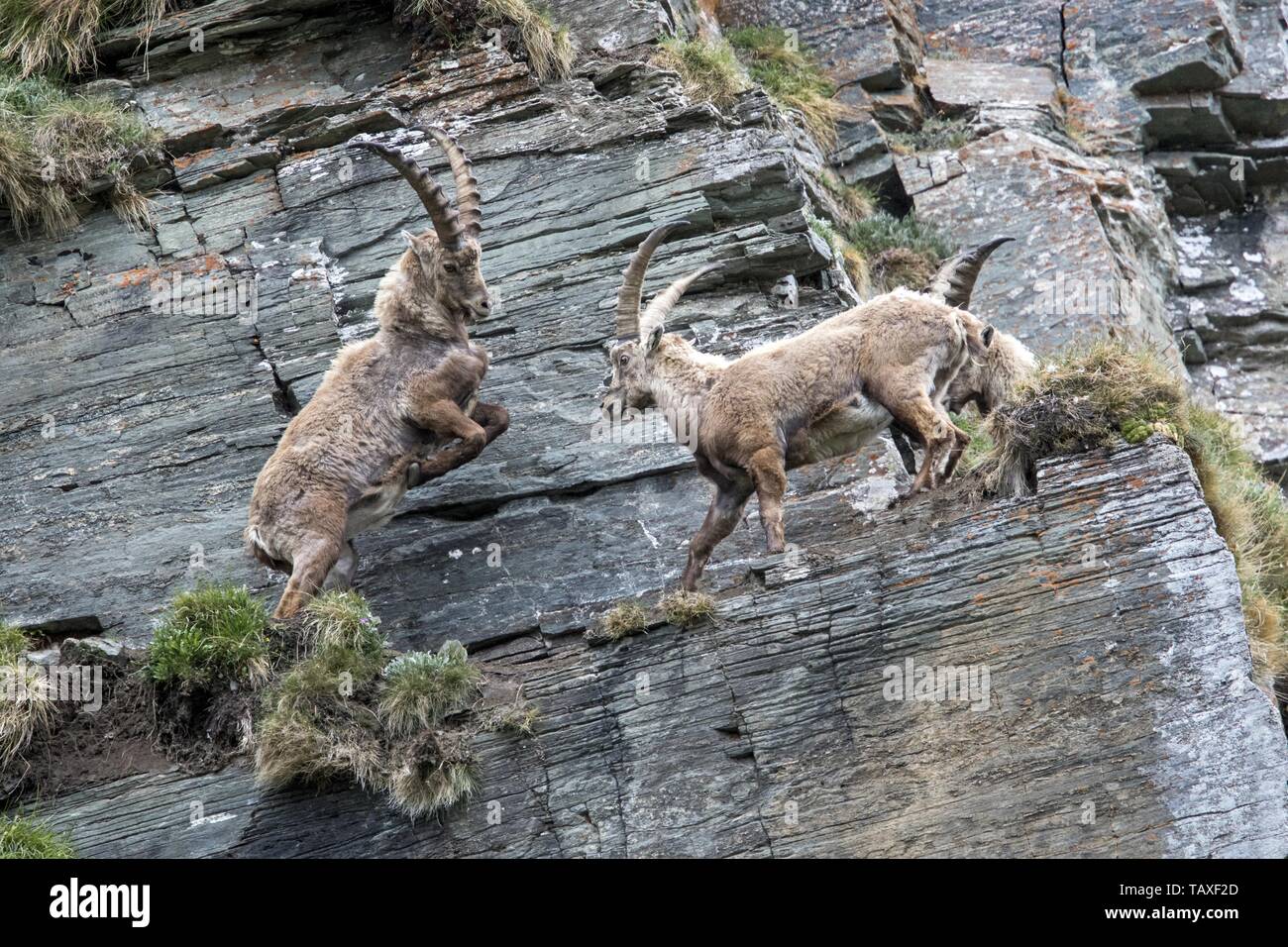 Rearing antelope hi-res stock photography and images - Alamy