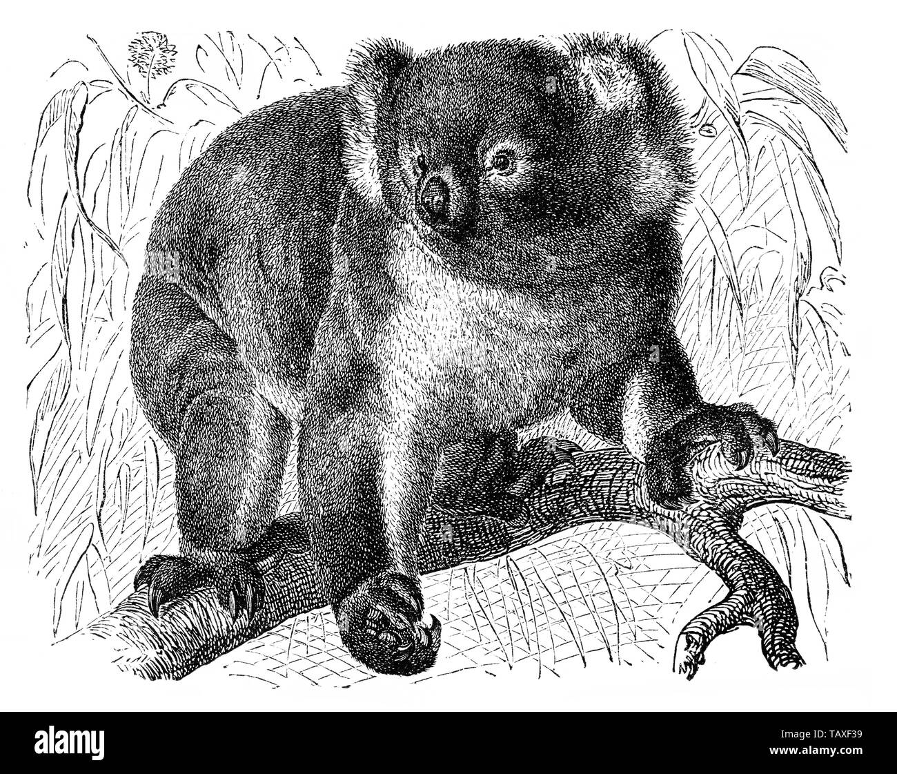 Koala pictures Cut Out Stock Images & Pictures - Alamy