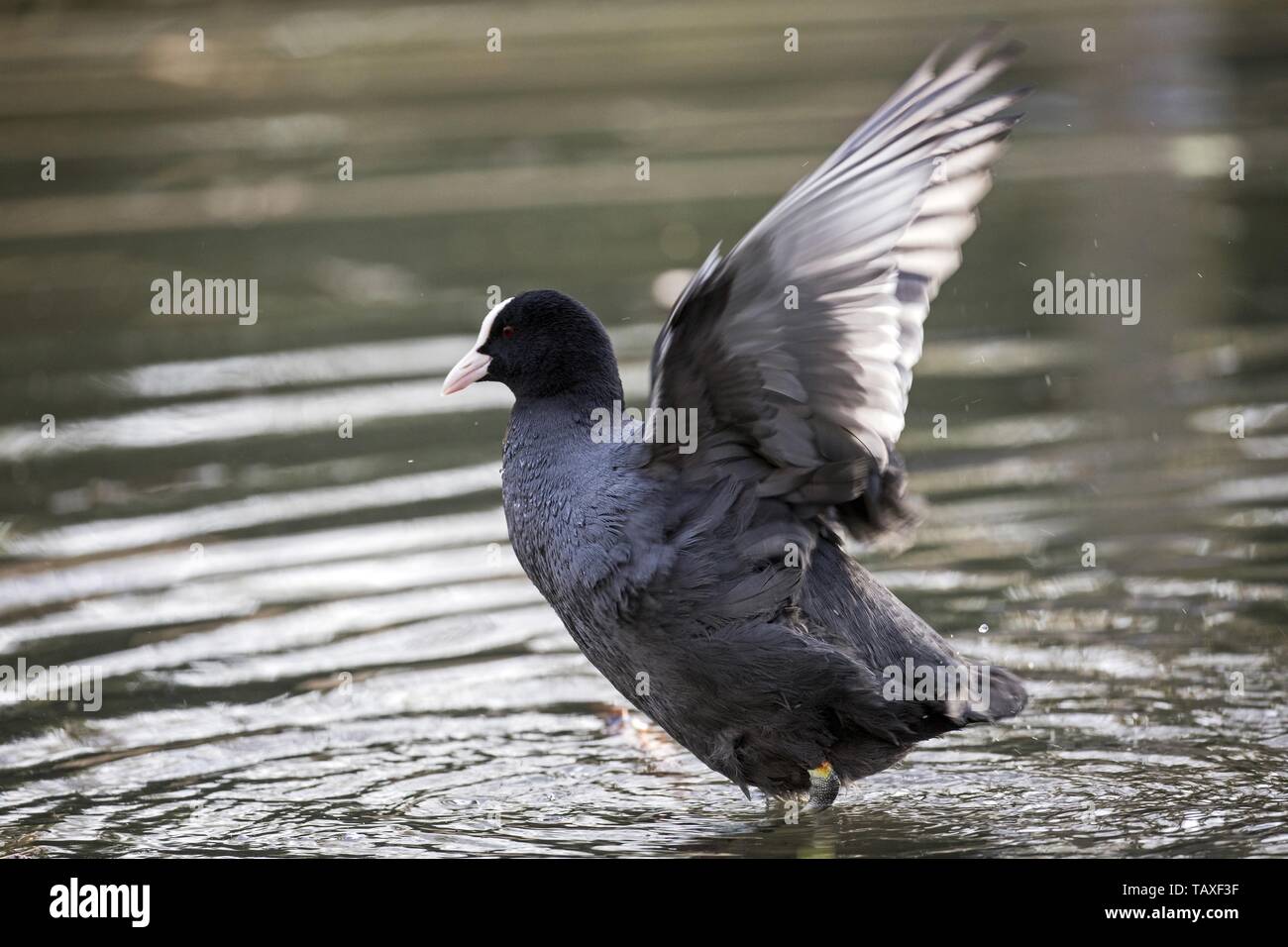 Eurasian black coot Stock Photo - Alamy