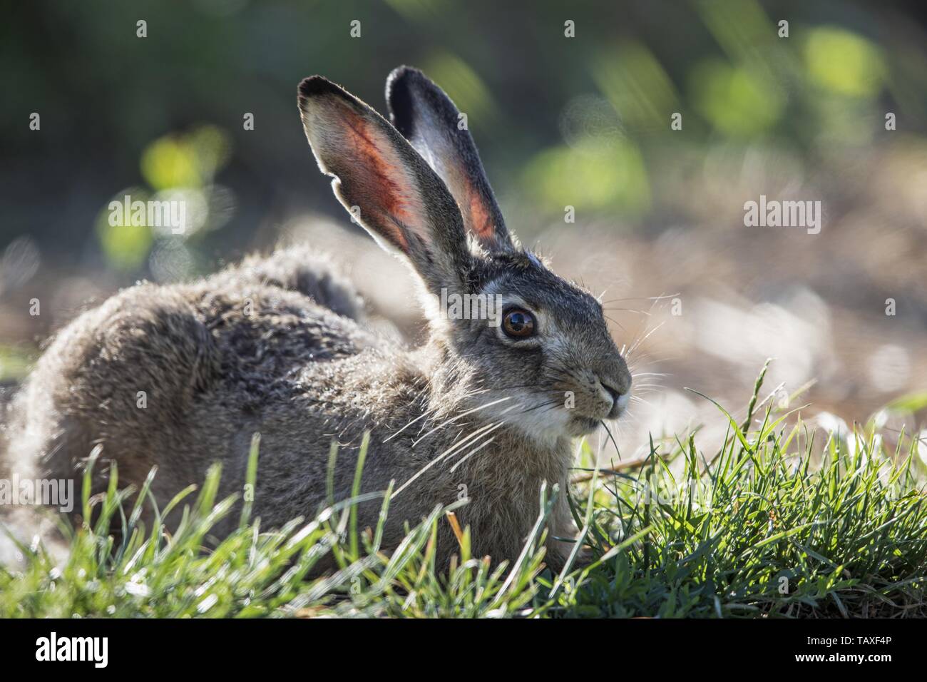 Jackrabbit eating hi-res stock photography and images - Alamy