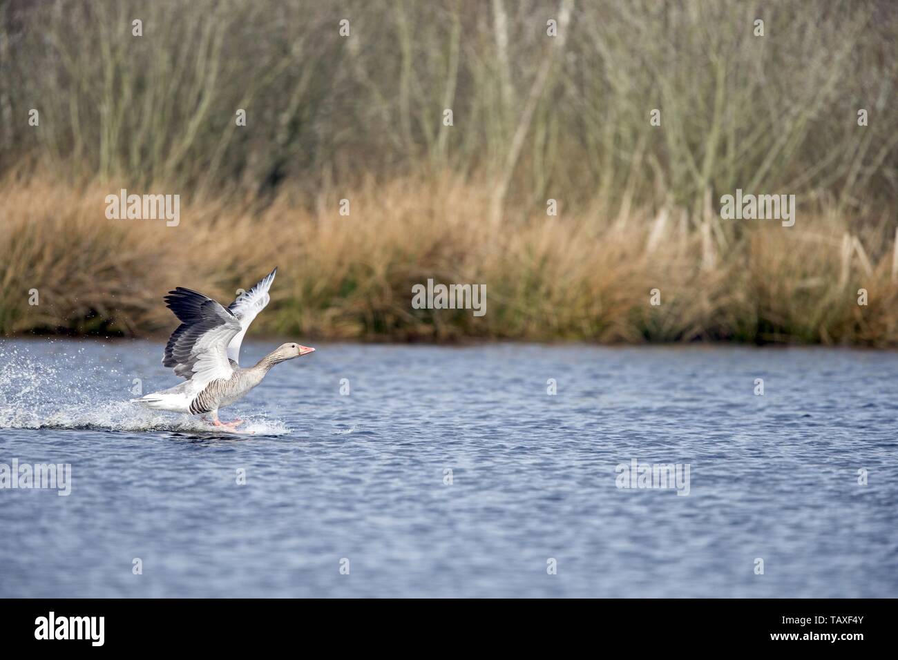 Goose lands landing splash water hi-res stock photography and images ...