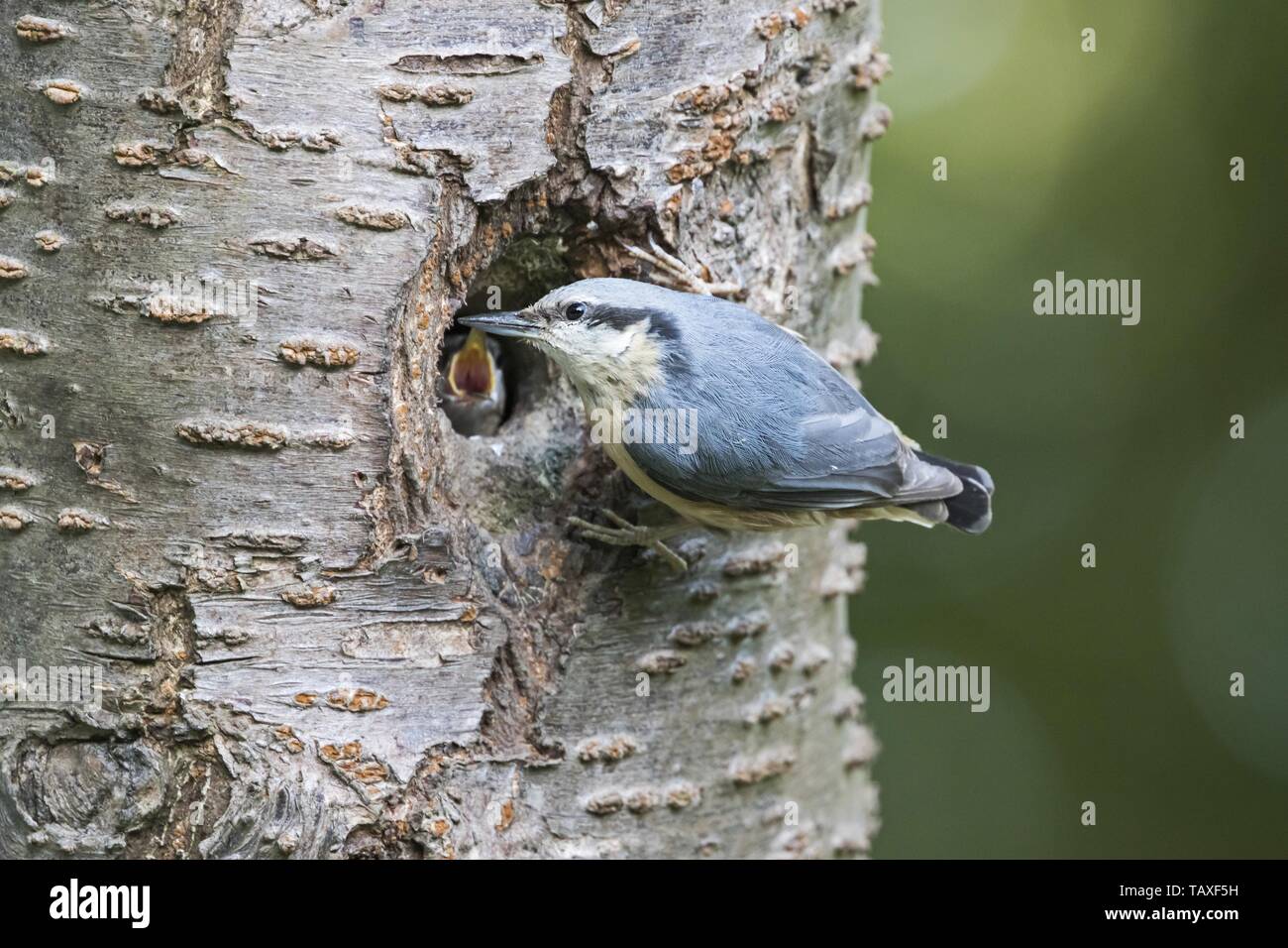 Juvenile nuthatches hi-res stock photography and images - Alamy