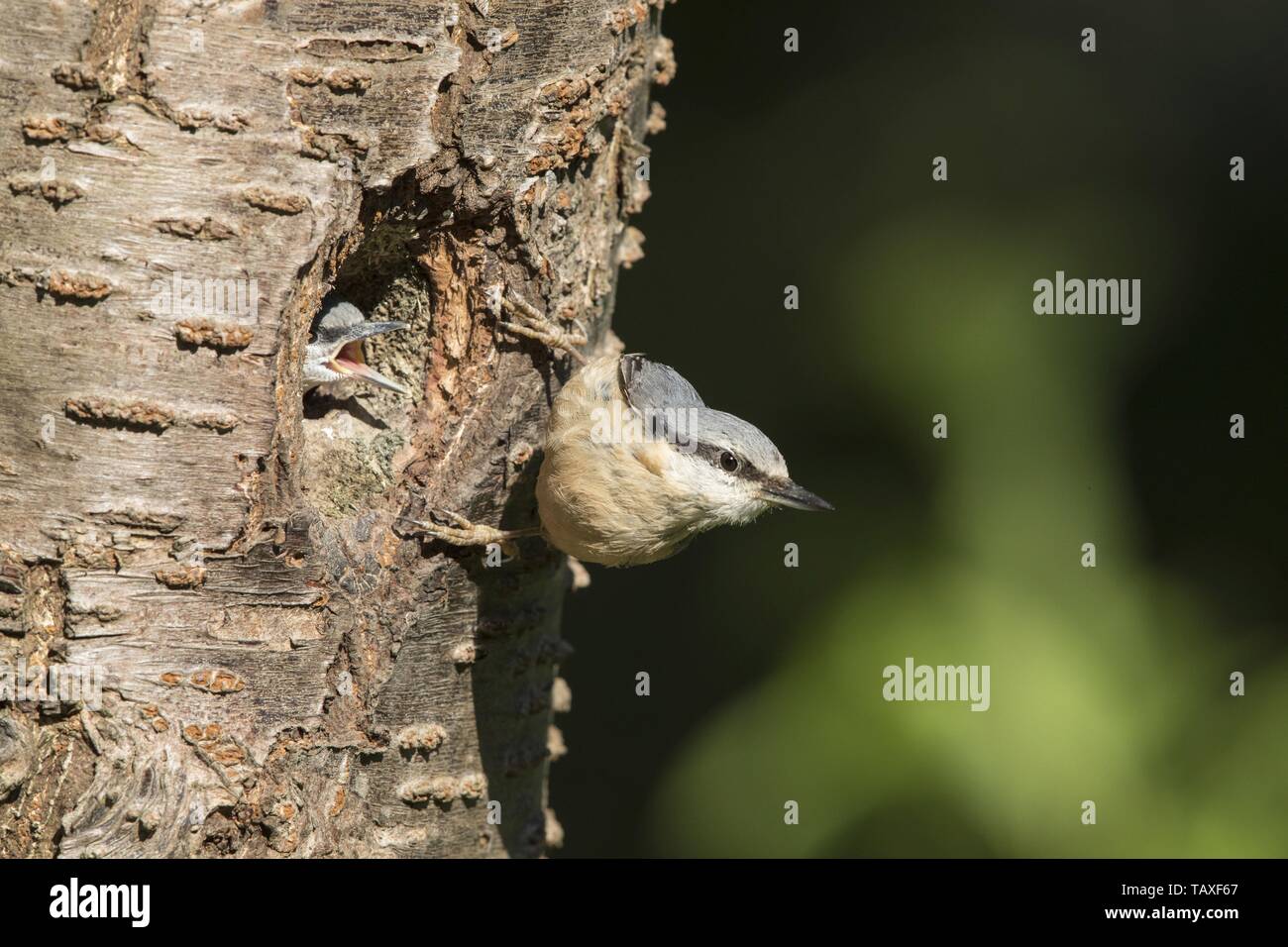 Juvenile nuthatches hi-res stock photography and images - Alamy