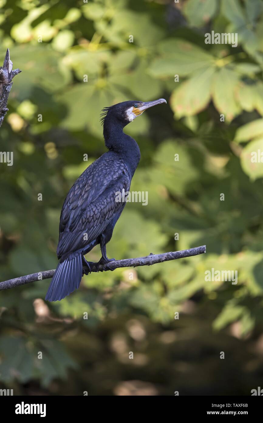 Rear Ravens High Resolution Stock Photography and Images - Alamy