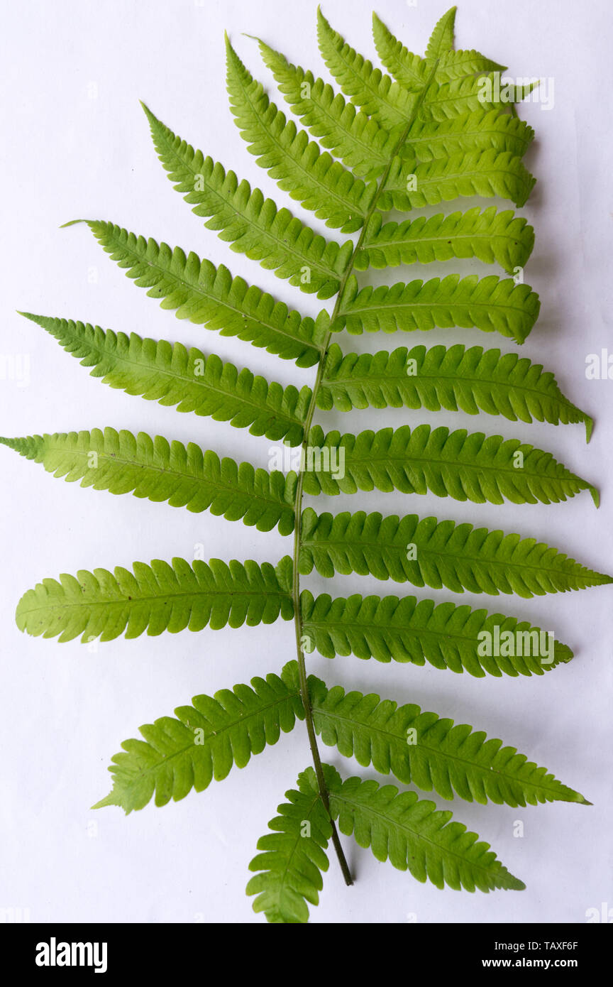 Pinnate Compound Stock Photos & Pinnate Compound Stock Images - Alamy