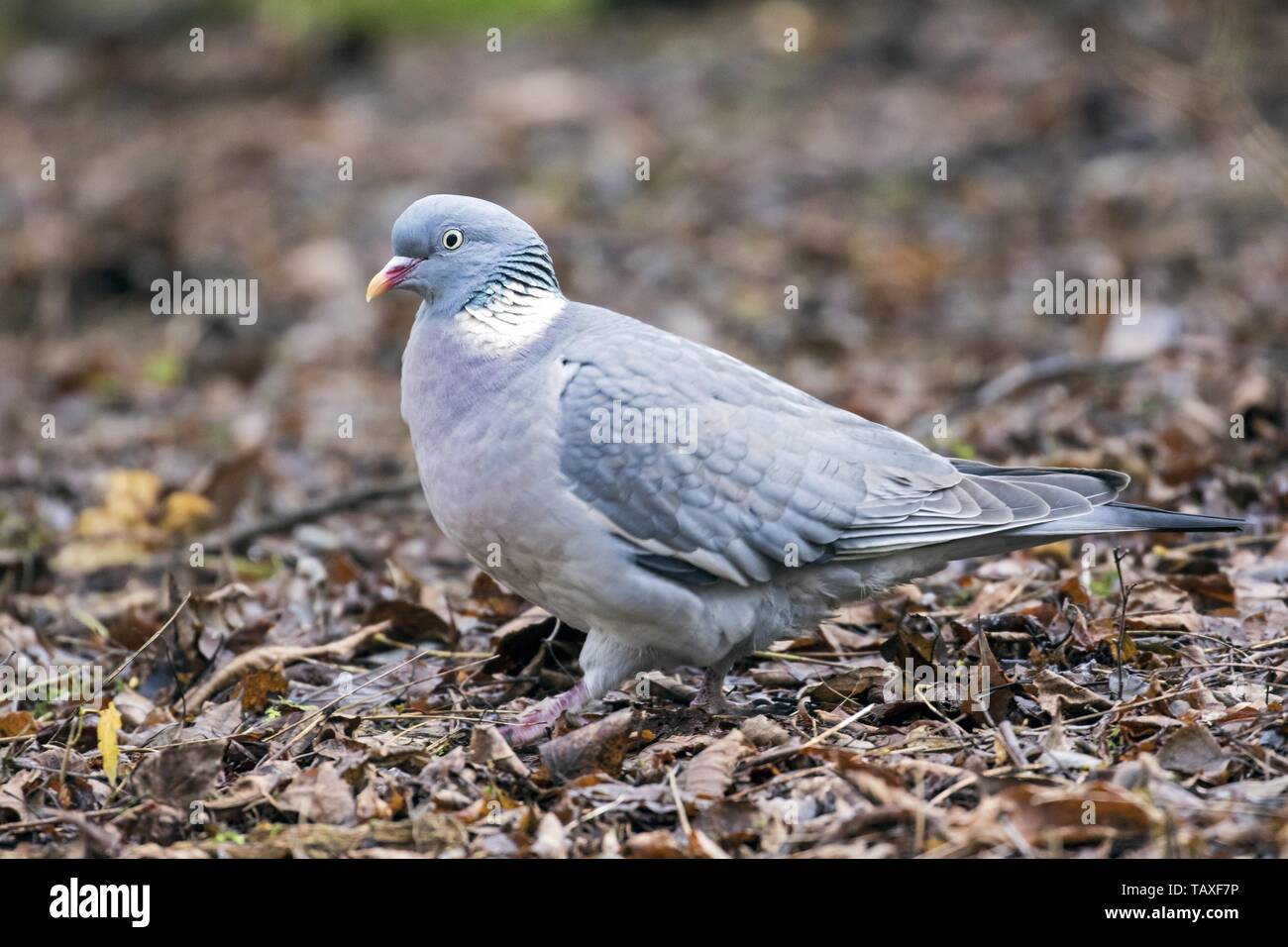 Culver culvers bird birds hi-res stock photography and images - Alamy