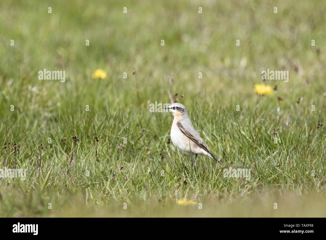 Adult greenland wheatear hi-res stock photography and images - Alamy