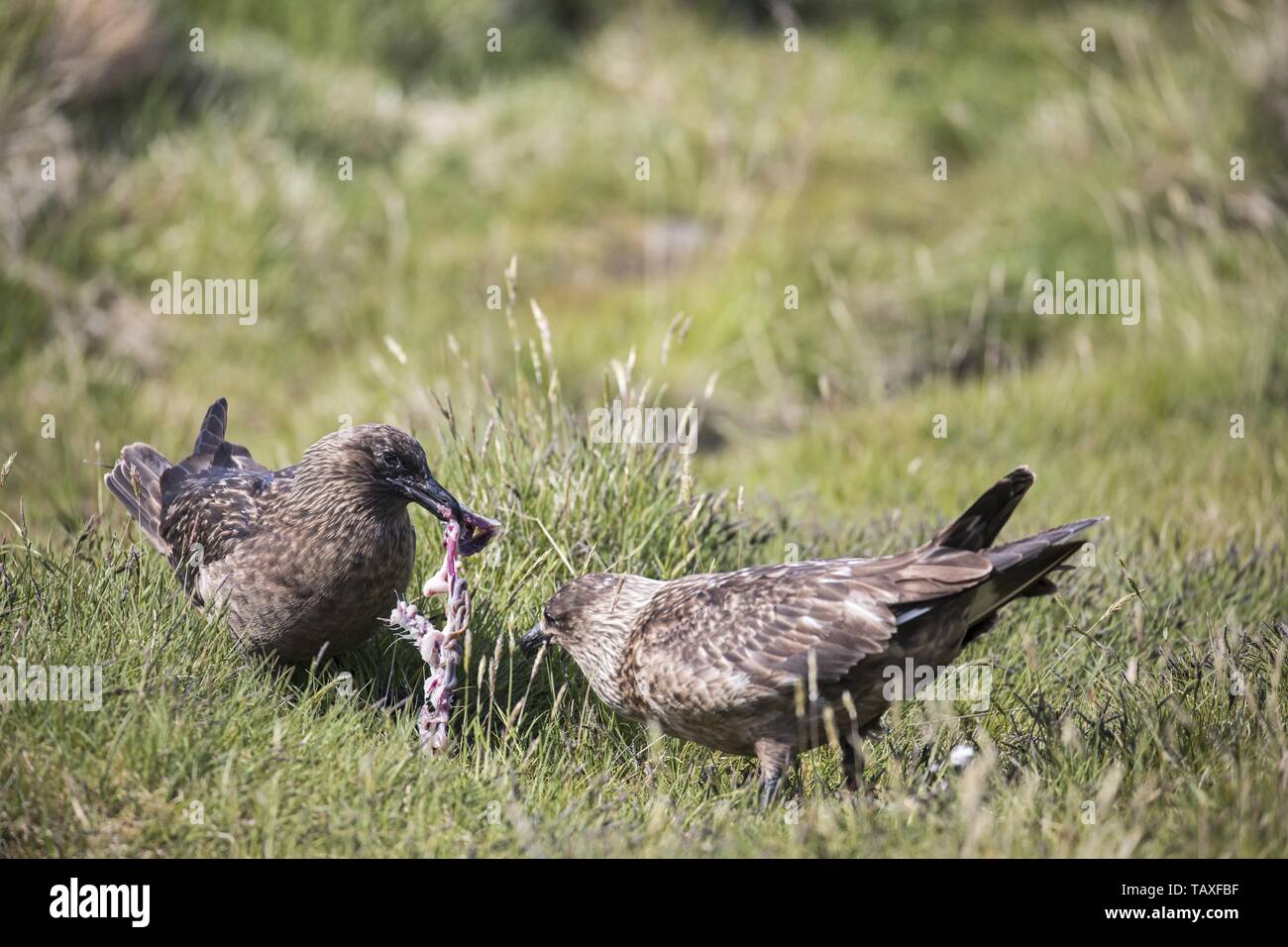 Flesh eating birds hi-res stock photography and images - Alamy