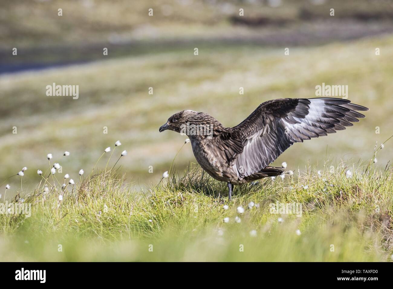 Side view skua bird wings hi-res stock photography and images - Alamy