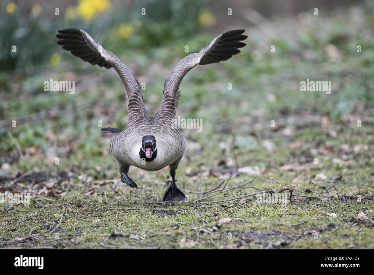 Geese teeth hi-res stock photography and images - Alamy