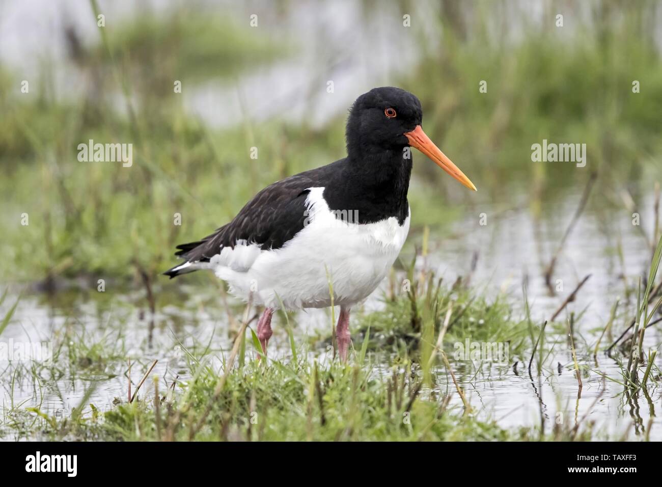 Awash bird hi-res stock photography and images - Alamy