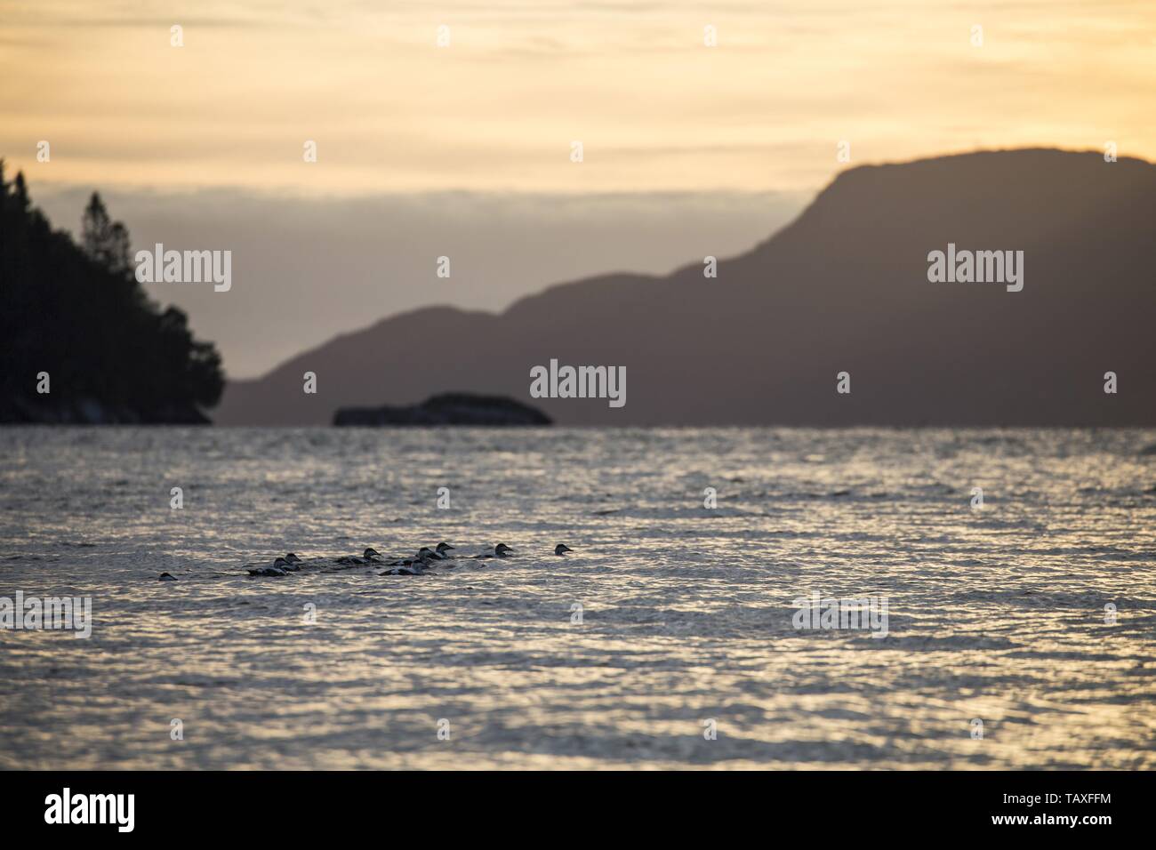 common eider ducks Stock Photo - Alamy