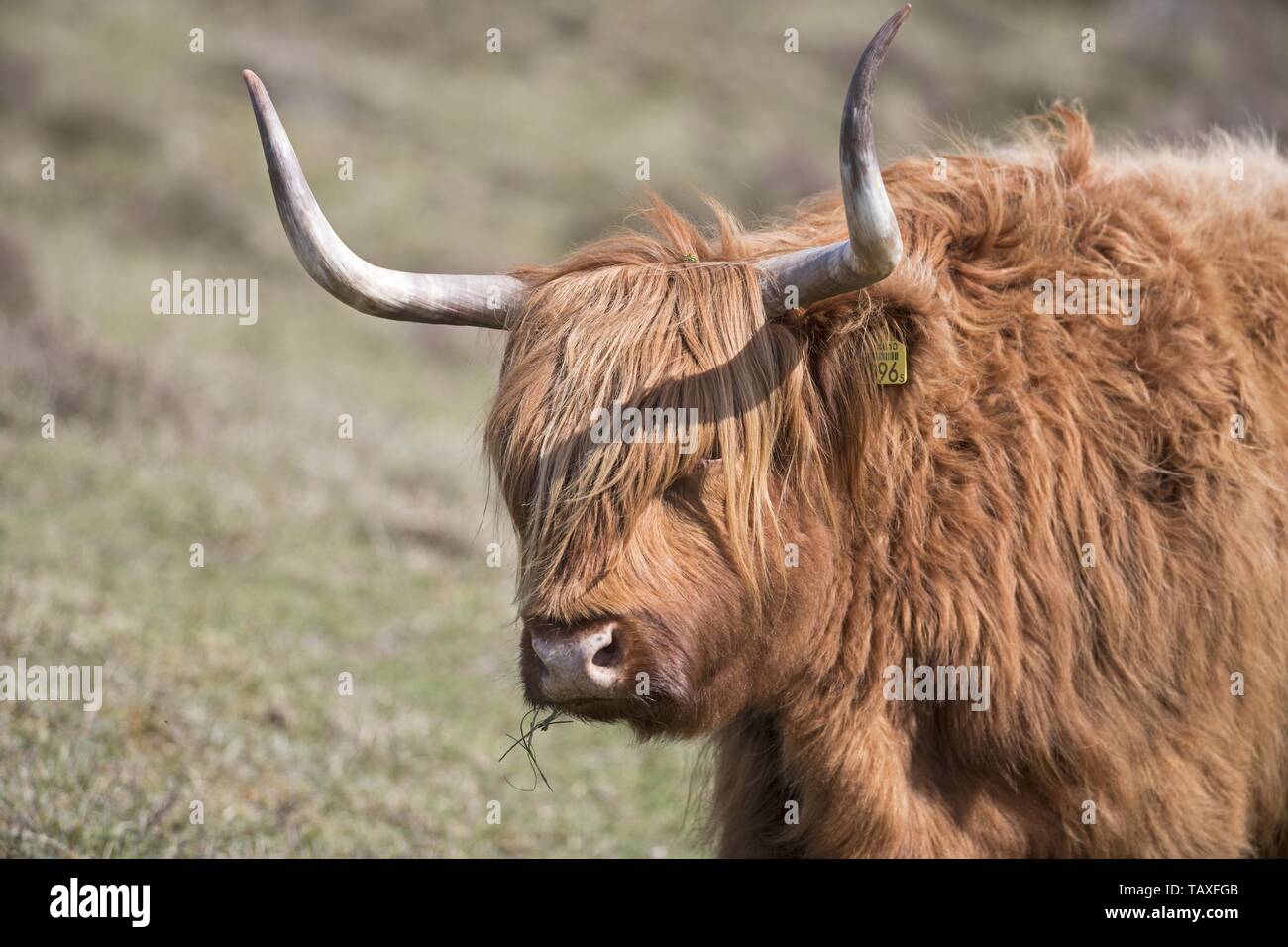 Red galloway cattle hi-res stock photography and images - Alamy
