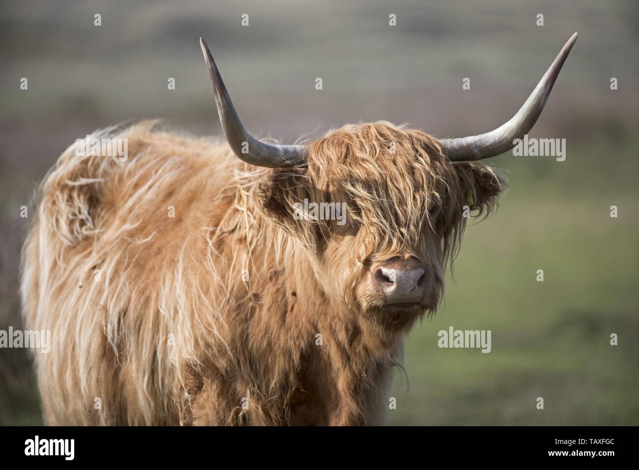Red galloway cattle hi-res stock photography and images - Alamy
