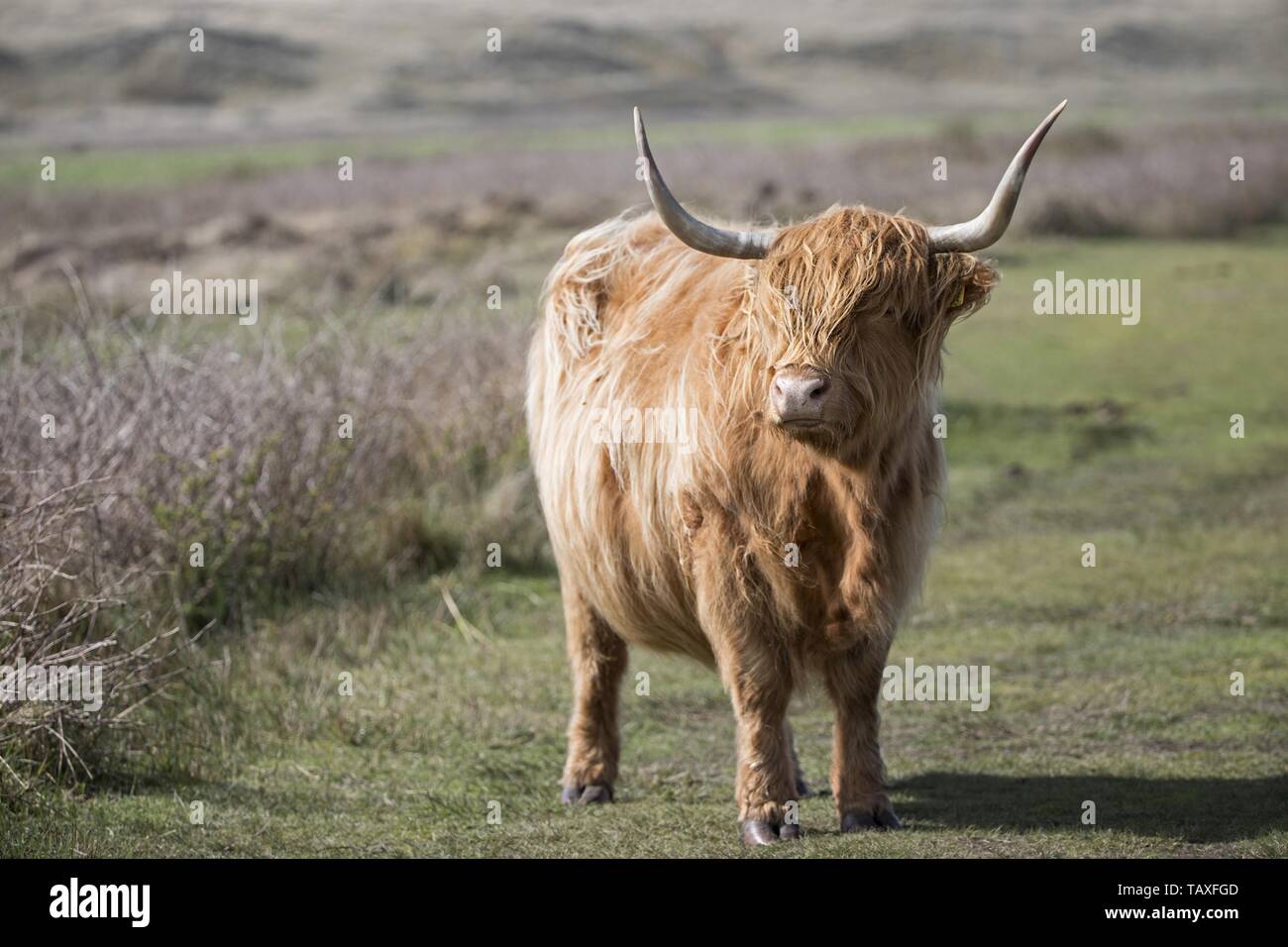 Horn of galloway cattle hi-res stock photography and images - Alamy