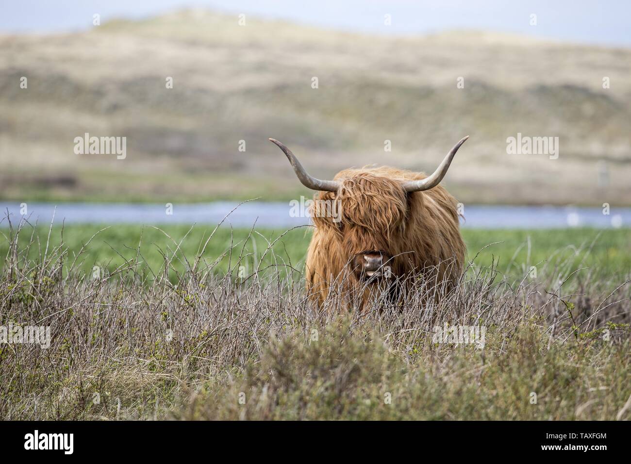 Horn of galloway cattle hi-res stock photography and images - Alamy