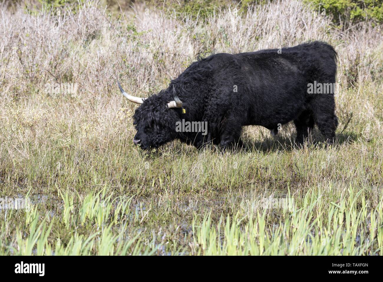 Galloway's view hi-res stock photography and images - Alamy