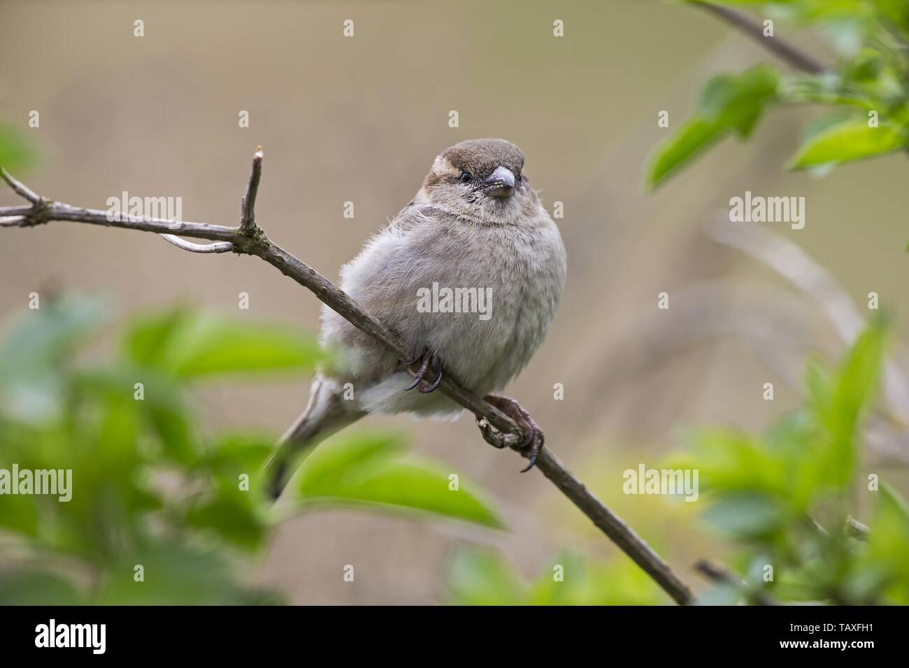English house sparrow Stock Photo - Alamy
