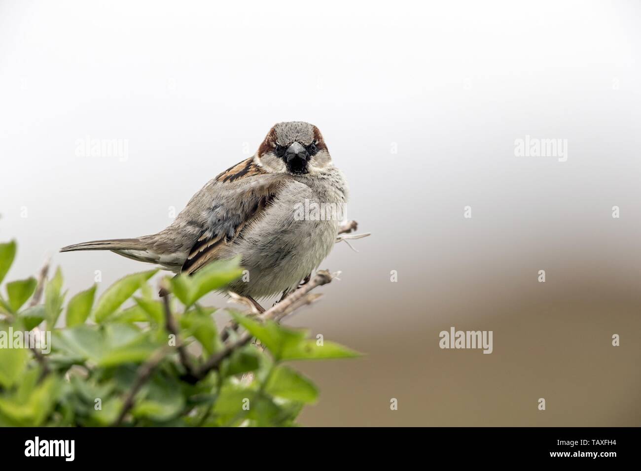 English house sparrow Stock Photo - Alamy